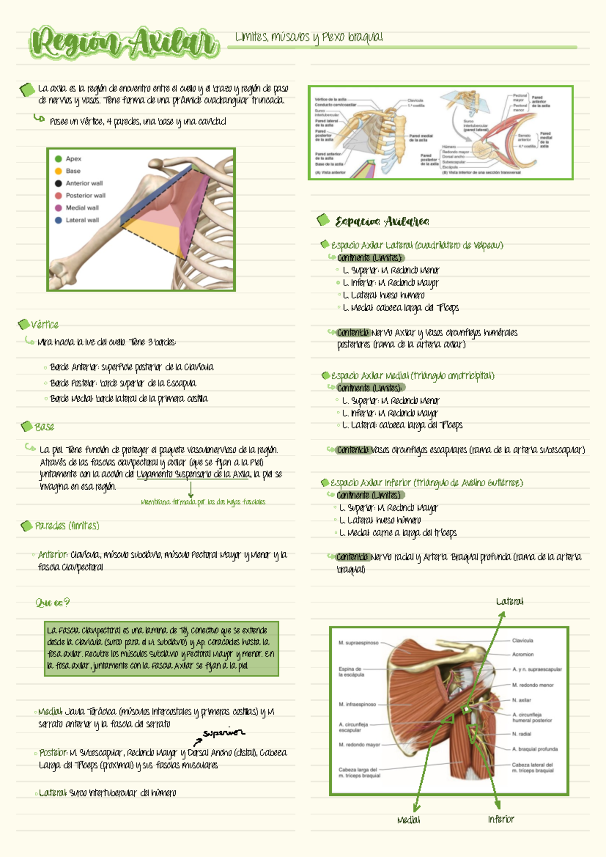 Resumen de la Anatomía de la Región Axilar: Músculos y Plexo Braquial ...