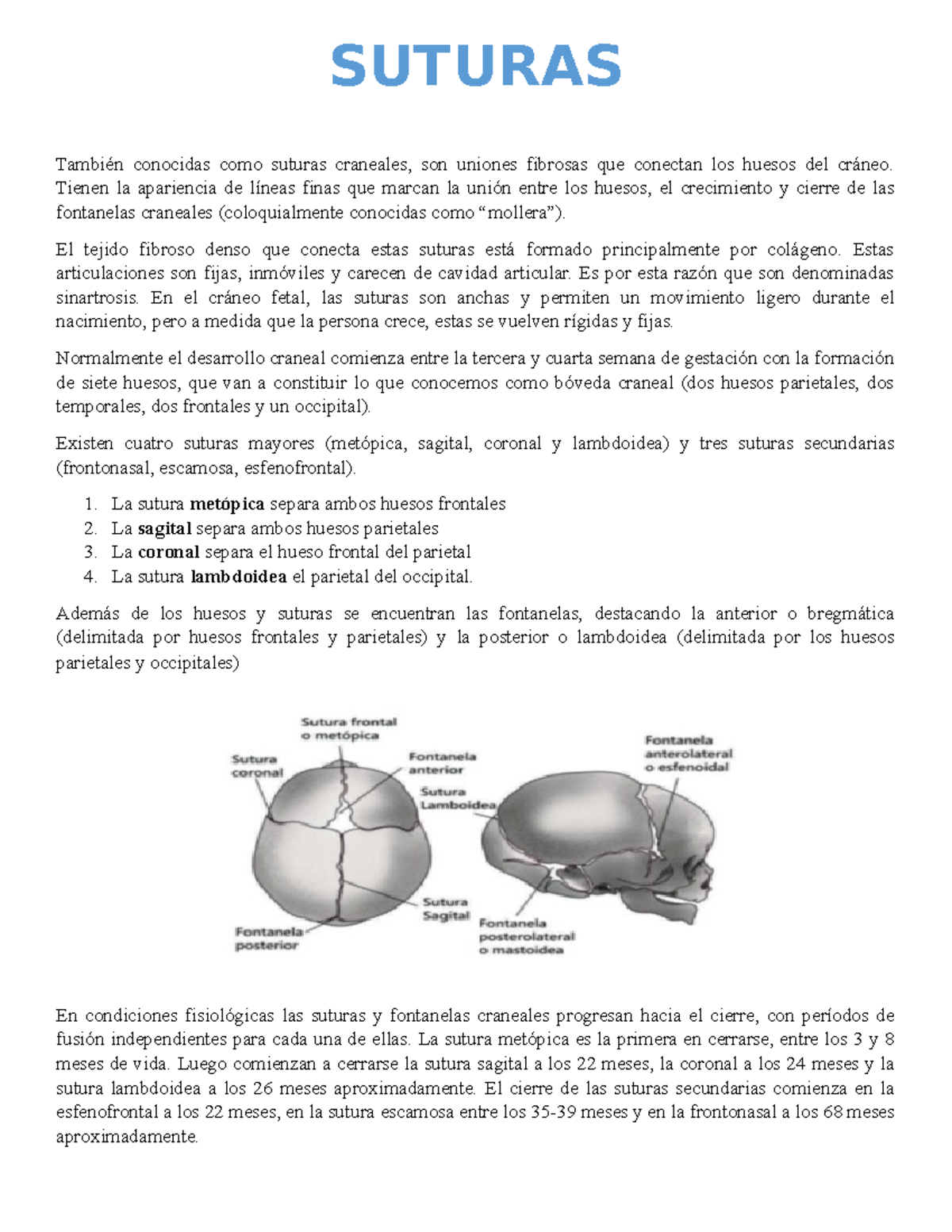 Suturas y Fontanelas: Resumen de Anatomía Craneal - Studocu