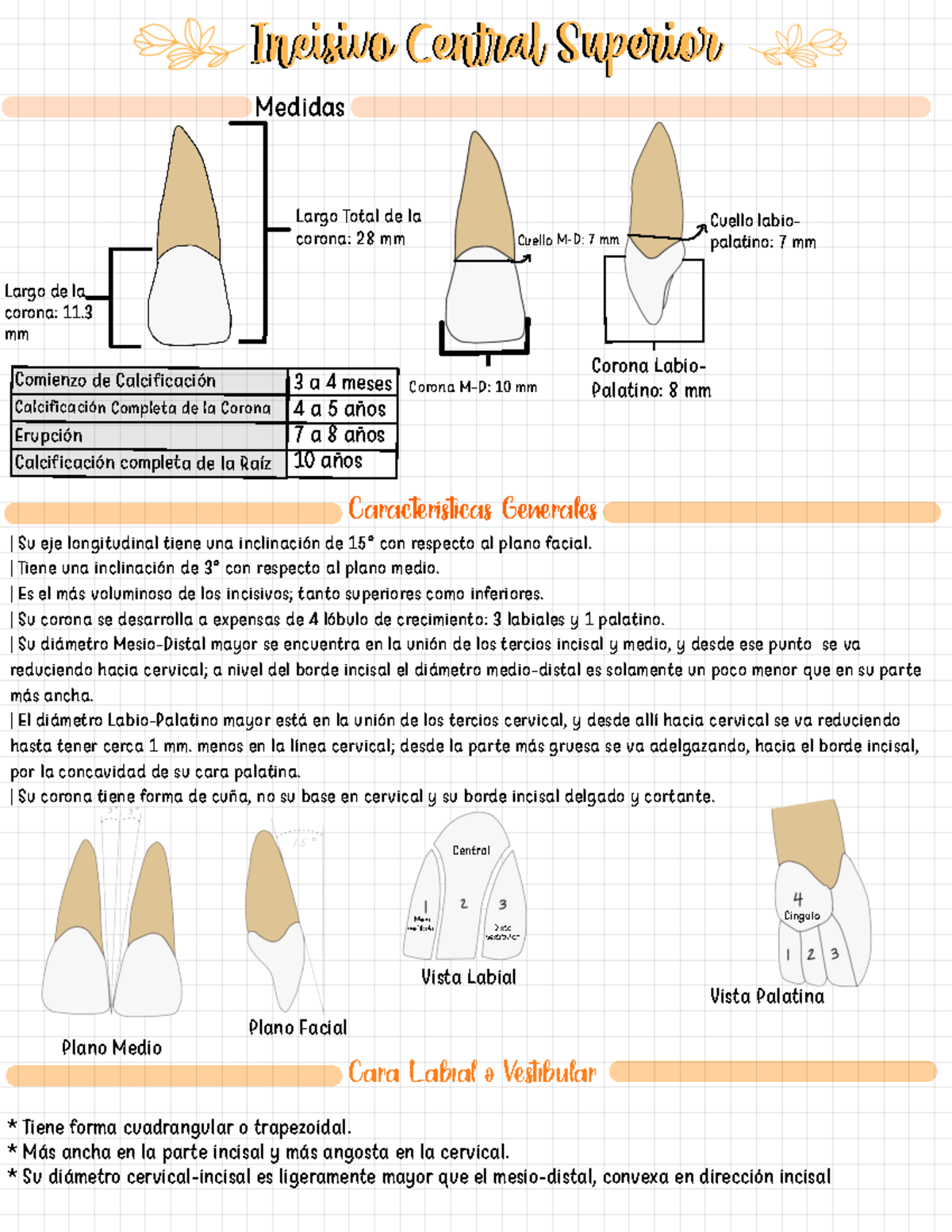 Central Incisor Anatomy and Function - Studocu