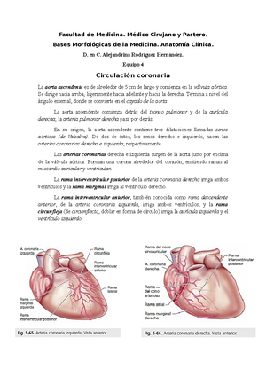 Corazón Anato MAPA 1 - resumen - Sistema cardiovascular Anatomía del ...