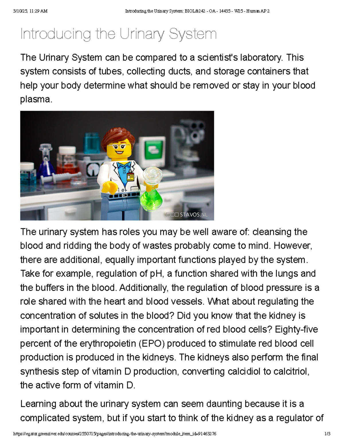 Introducing the Urinary System: BIOL&242 - Human Anatomy & Physiology 2 ...
