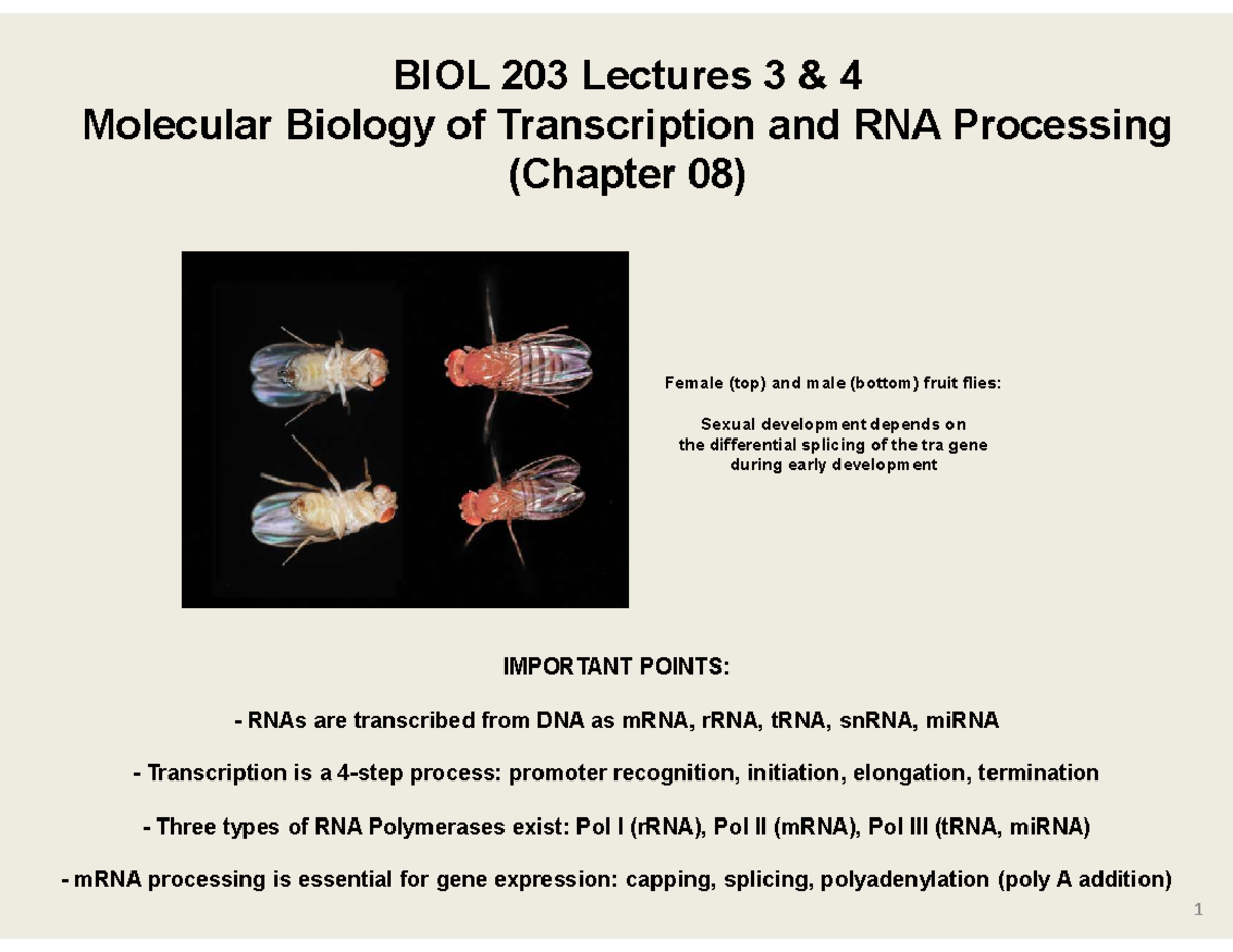 BIOL 203 Lecture 3 & 4 - Molecular Biology of Transcription & RNA ...