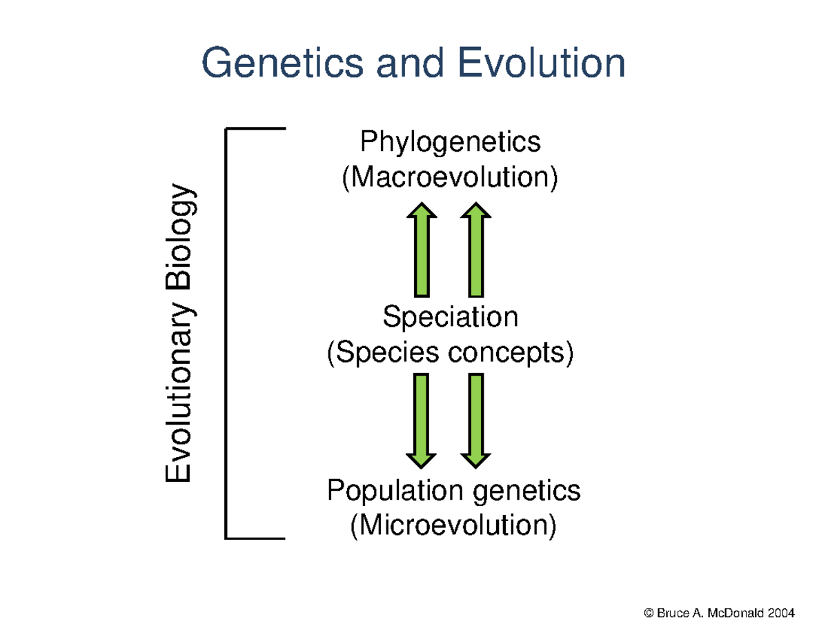 Population Genetics (BIO 101): Hardy-Weinberg Equilibrium Explained ...