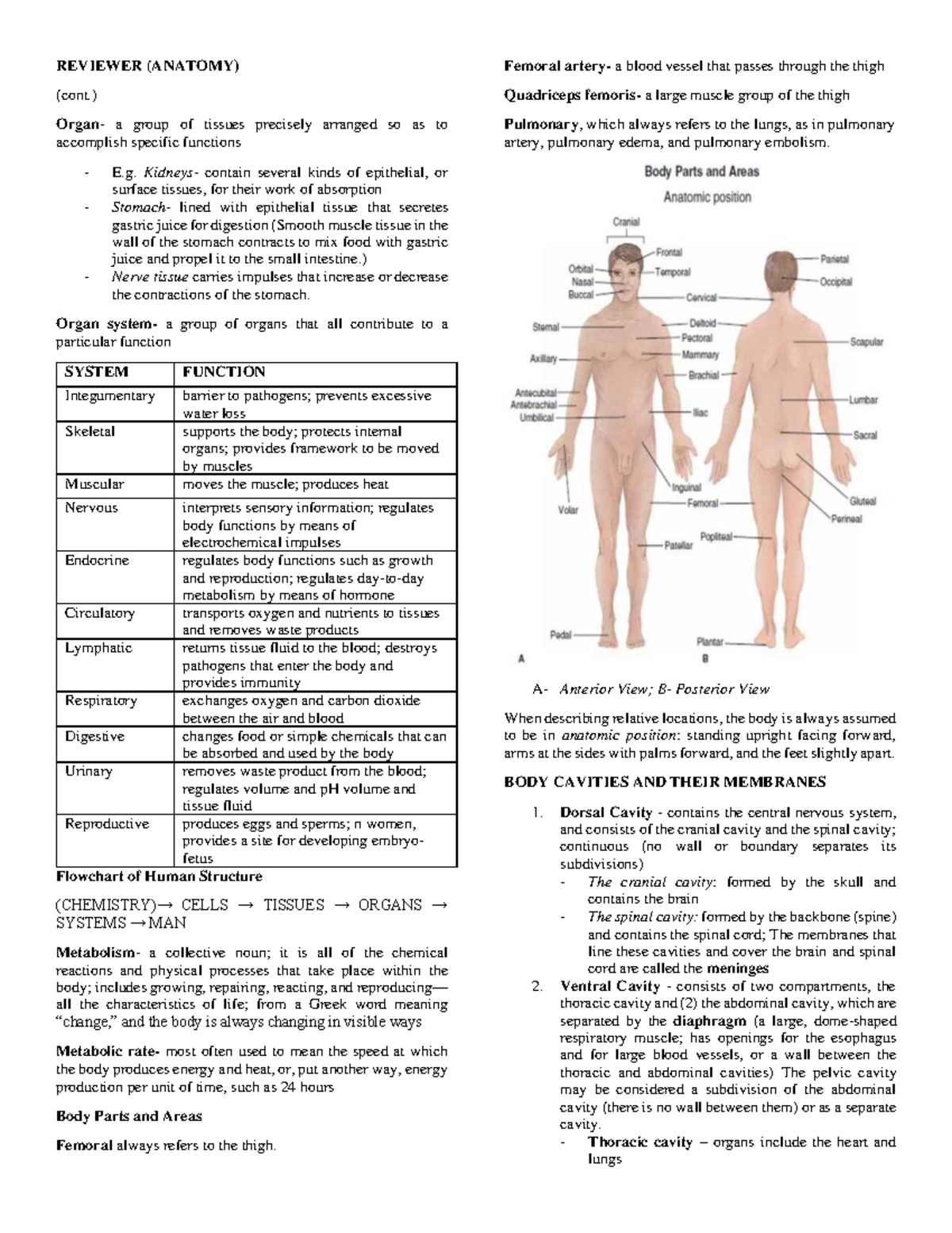 Anatomy (Reviewer) - Summarized notes for AnaPhy - REVIEWER (ANATOMY ...