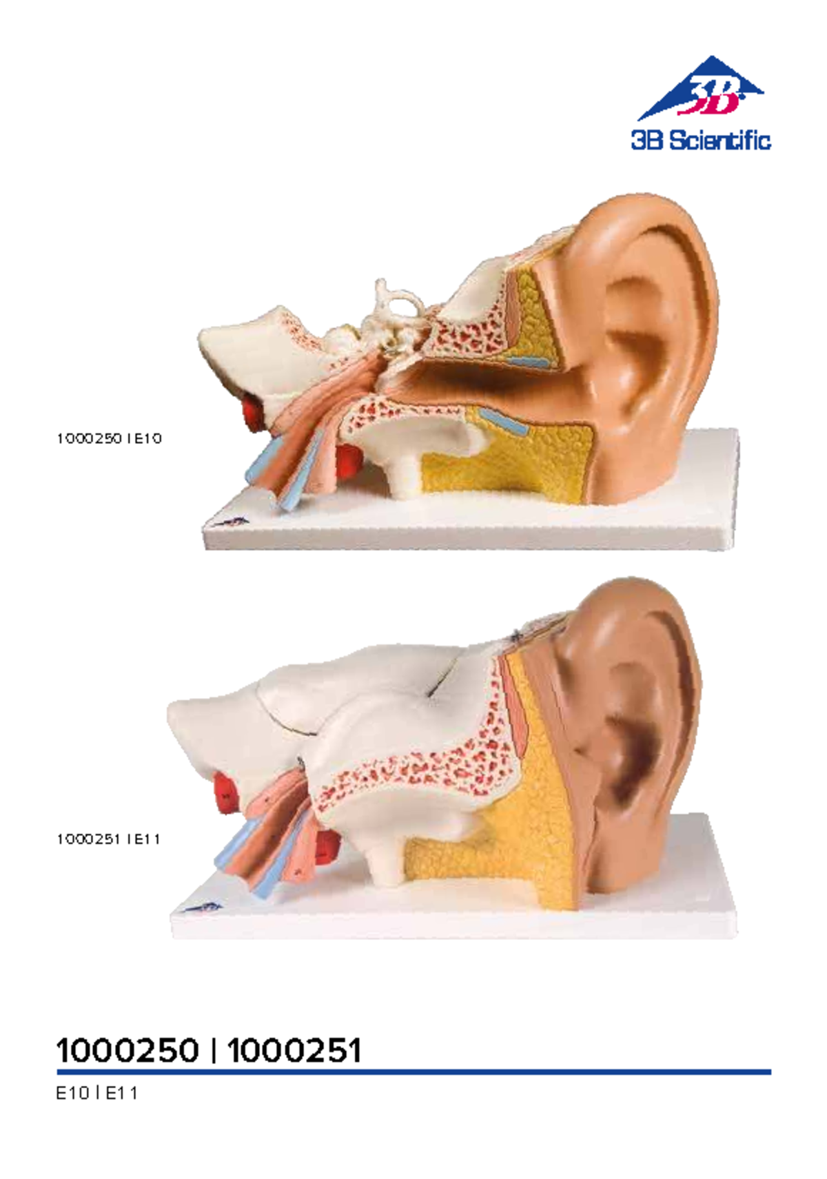 1000250 | E10 - Anatomy of the Auditory and Balance Organs - Studocu