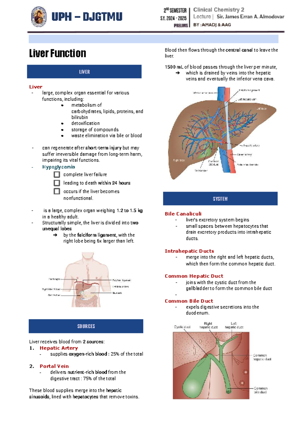 CC-LEC Prelims: Comprehensive Overview of Liver Function - Studocu