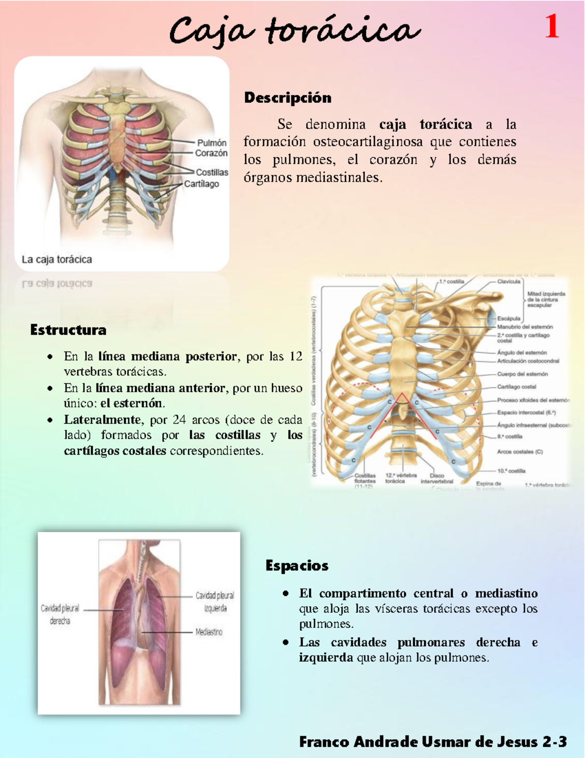 Anatomía Del Orificio Torácico Inferior