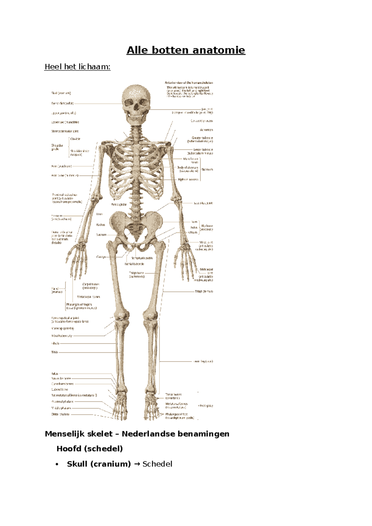 Botten Anatomie: Nederlandse Benamingen van het Menselijk Skelet - Studocu