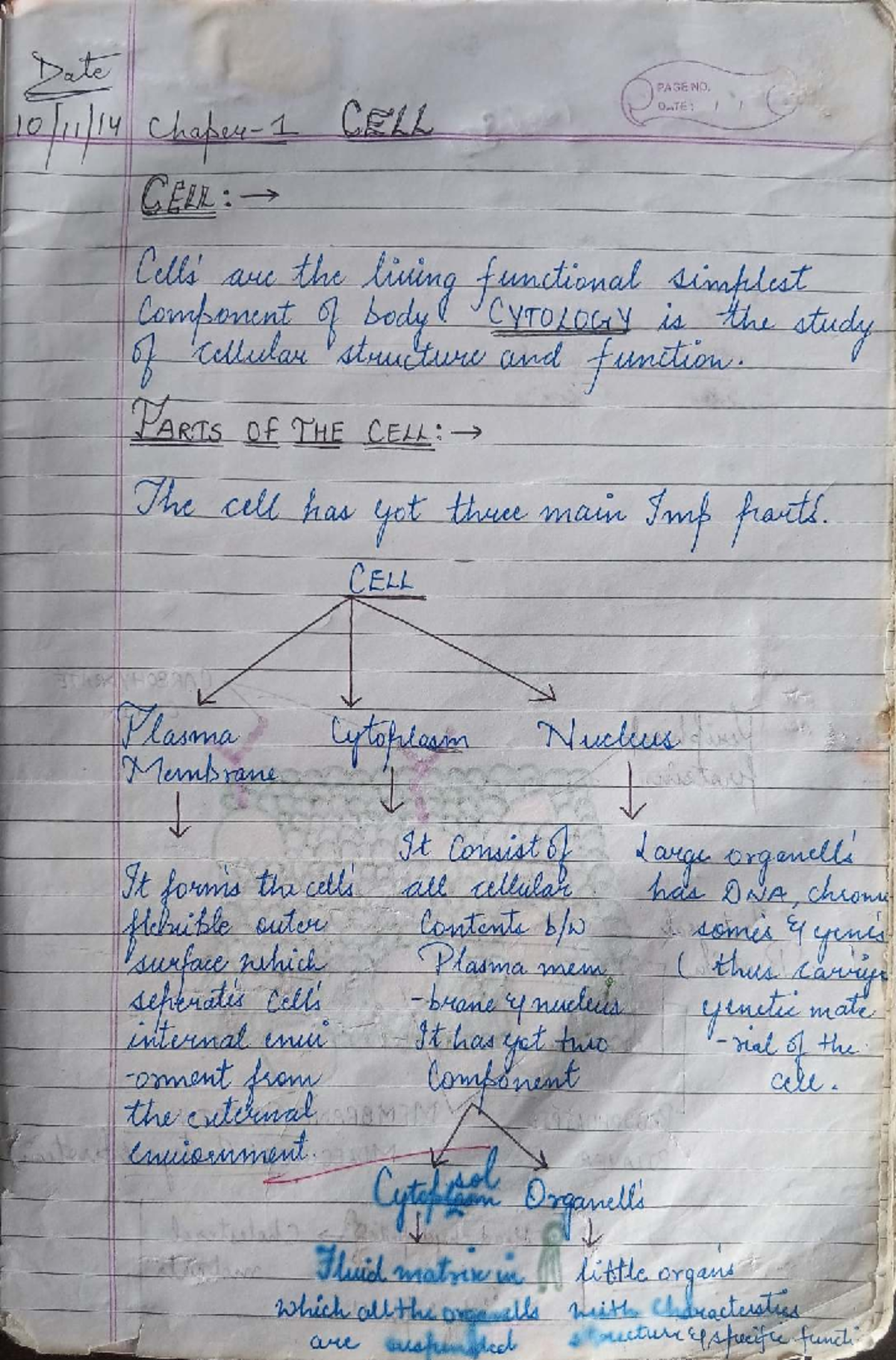 ANATOMY PHYSIOLOGY: Cell Structure and Function Overview - Studocu