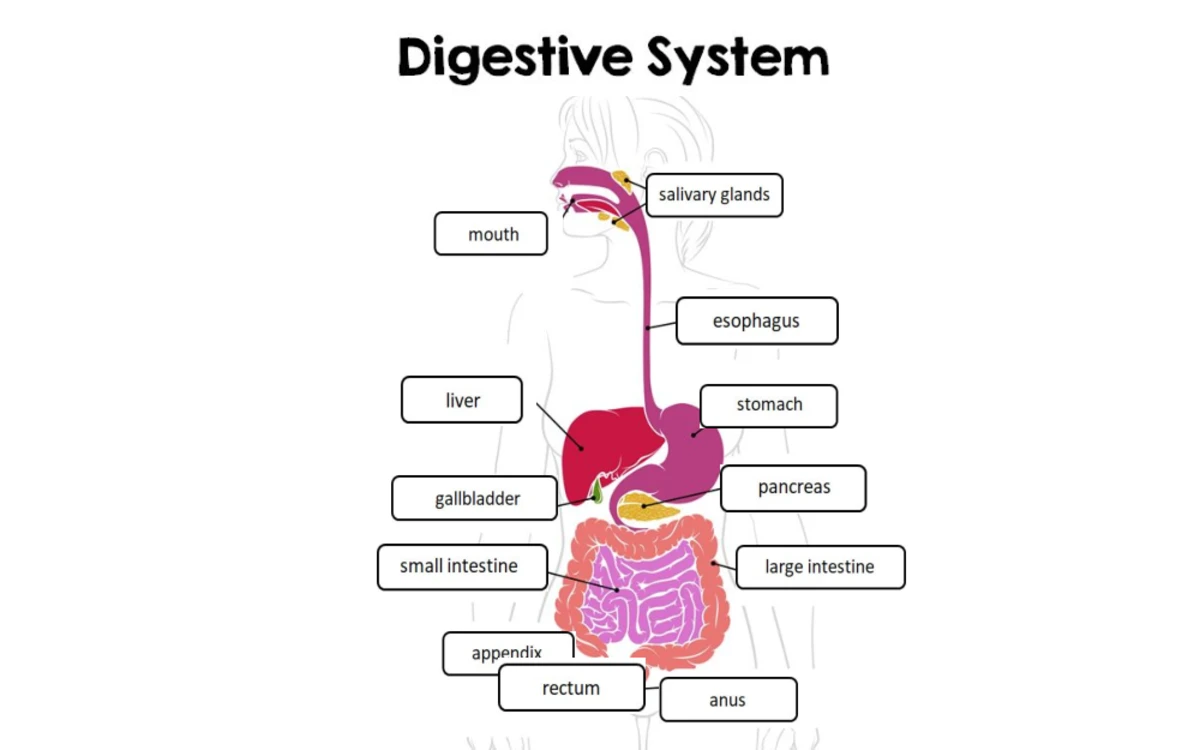 Med Term Integumentary Pathology Assignment - Integumentary System ...