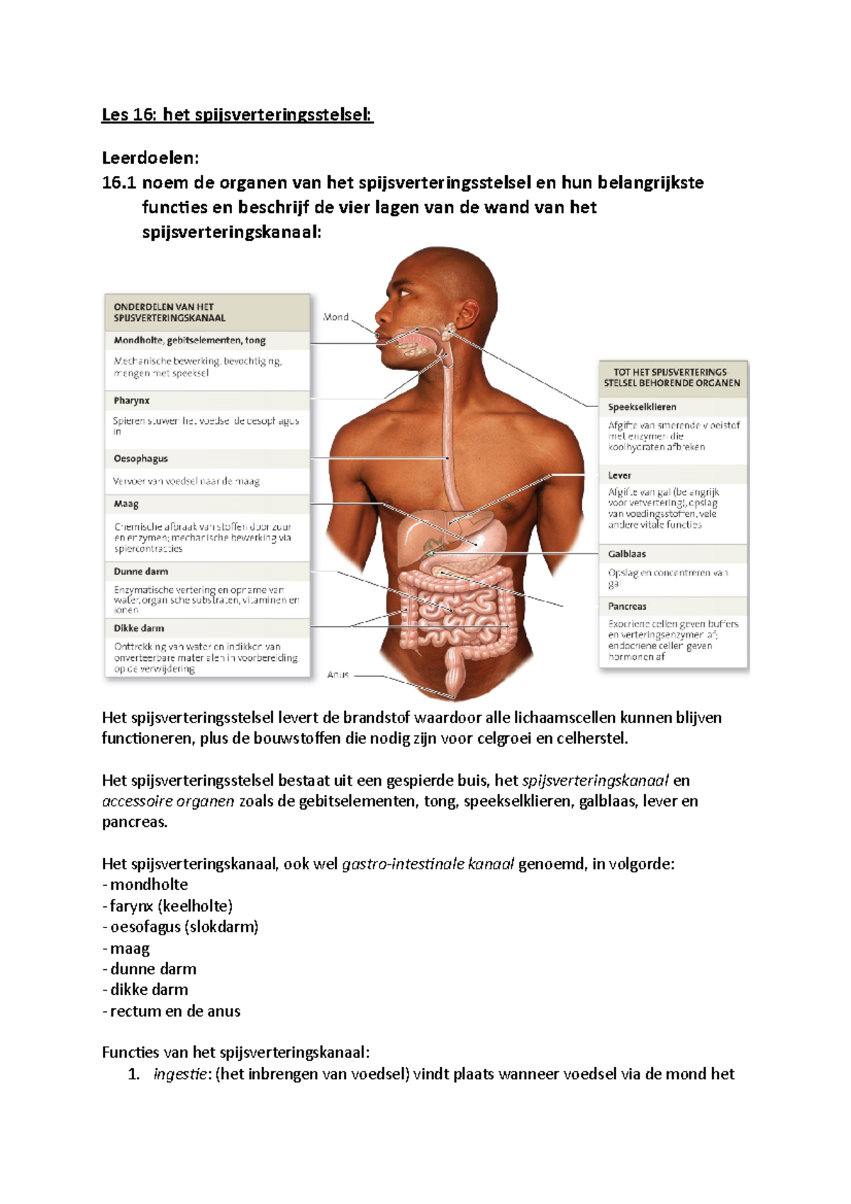 H16 Les 16: Anatomie en Functies van het Spijsverteringsstelsel ...