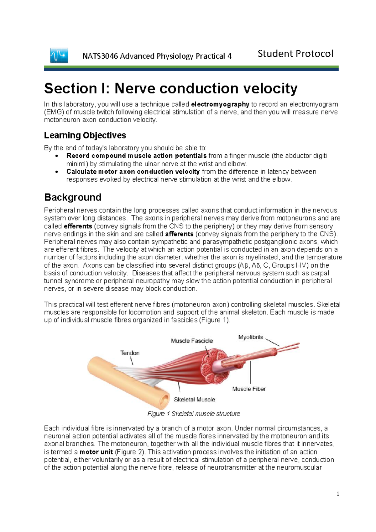 NATS3046 Prac 4 2023 - Prac 4 Manual - Section I: Nerve conduction ...