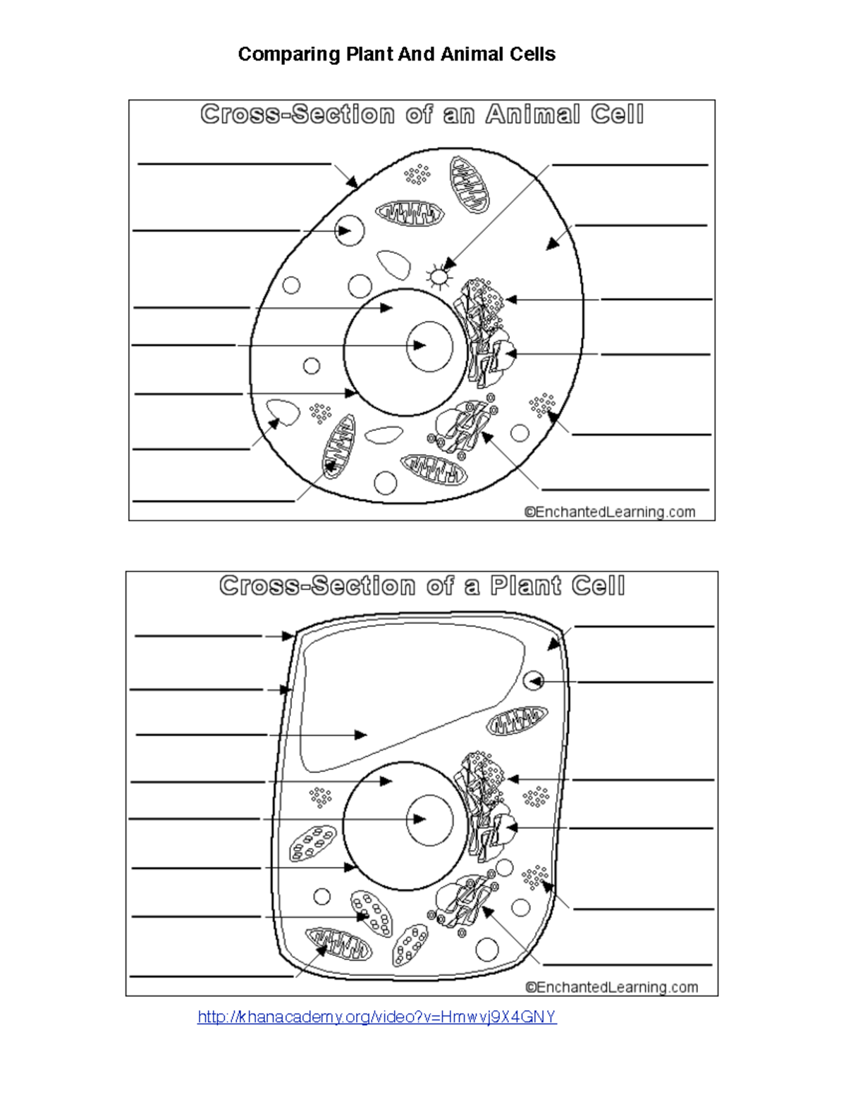 Comparing Plant and Animal Cells: A Detailed Overview (BIO101) - Studocu