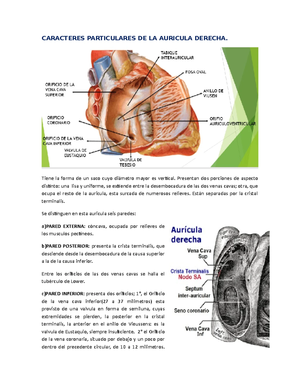 Síndrome Pilórico: Fisiopatología, Manifestaciones y Diagnóstico - Studocu