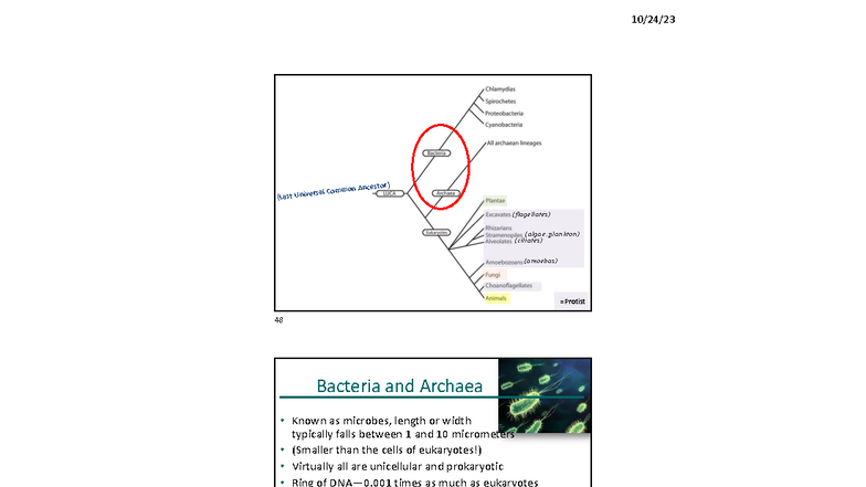 Prokaryotic Life: Bacteria & Archaea Overview for Bio 101 - Studocu