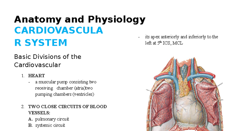 Cardiovascular System Overview - Anaphy 111 Lecture Notes - Studocu