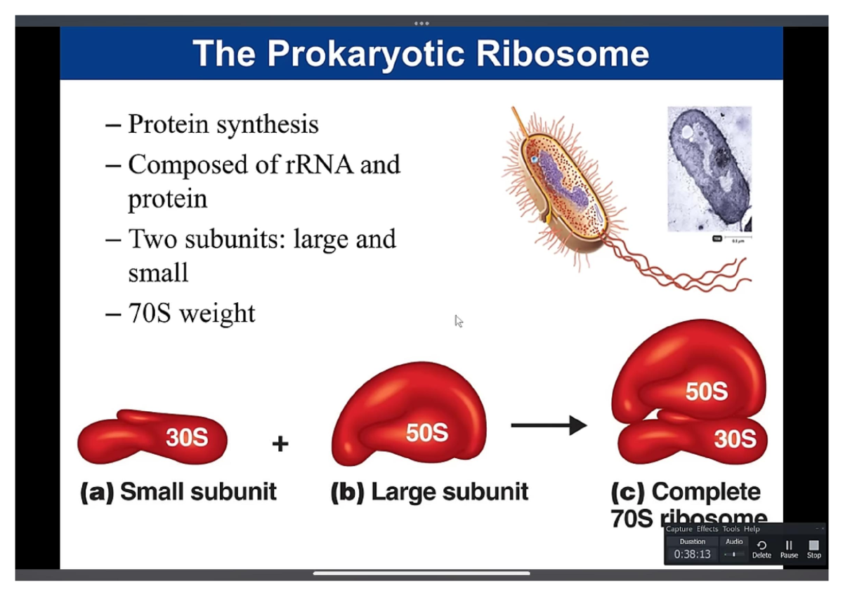 Bacterial Morphology 2: Ribosome Structure and Cell Wall Analysis - Studocu