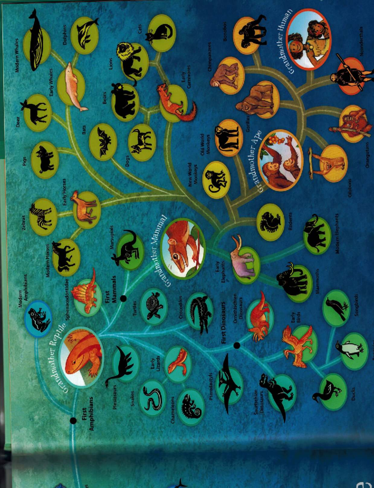 Animal Evolution Overview: From Early Species to Modern Fauna - Studocu