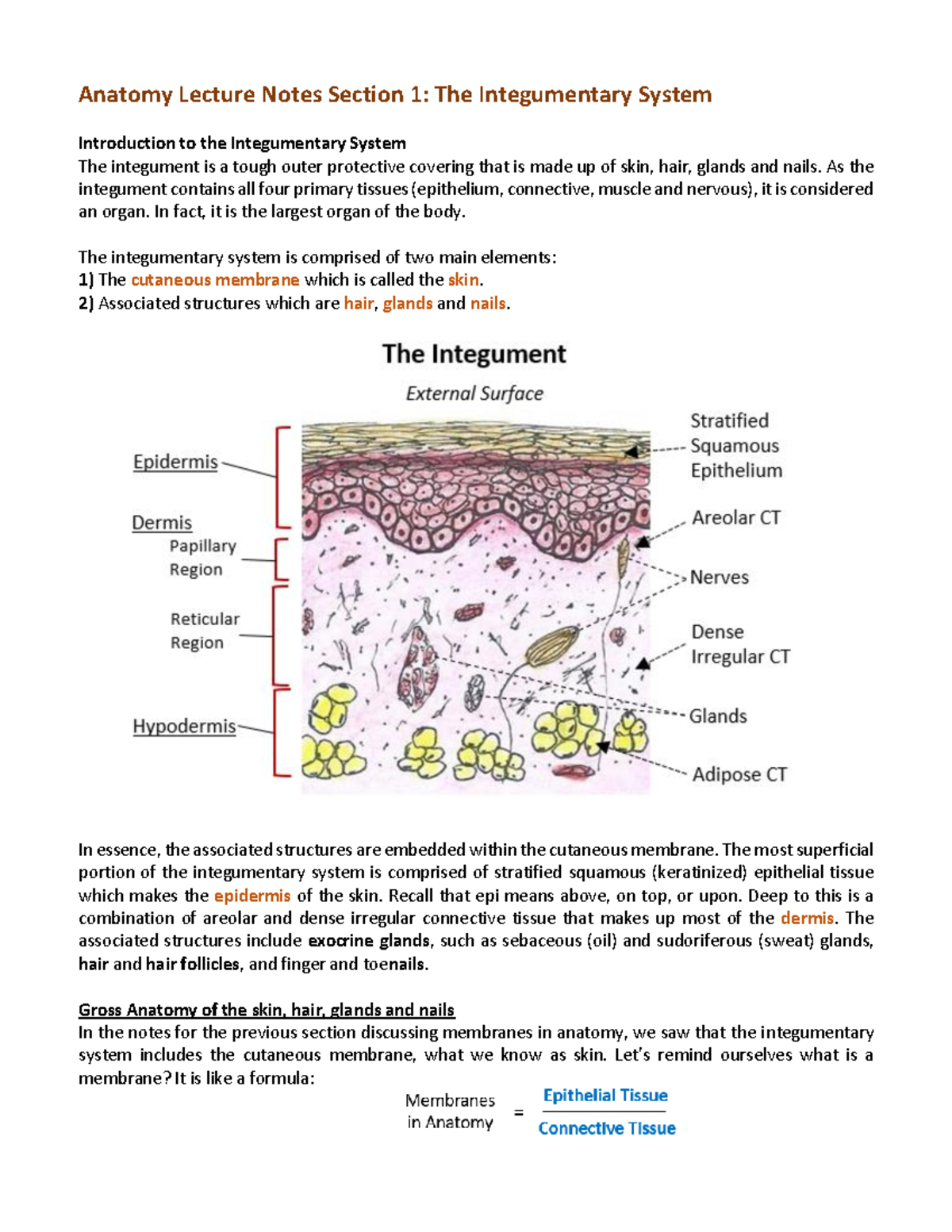 Anatomy Lecture Notes: Integumentary System Overview (ANAT 101 ...