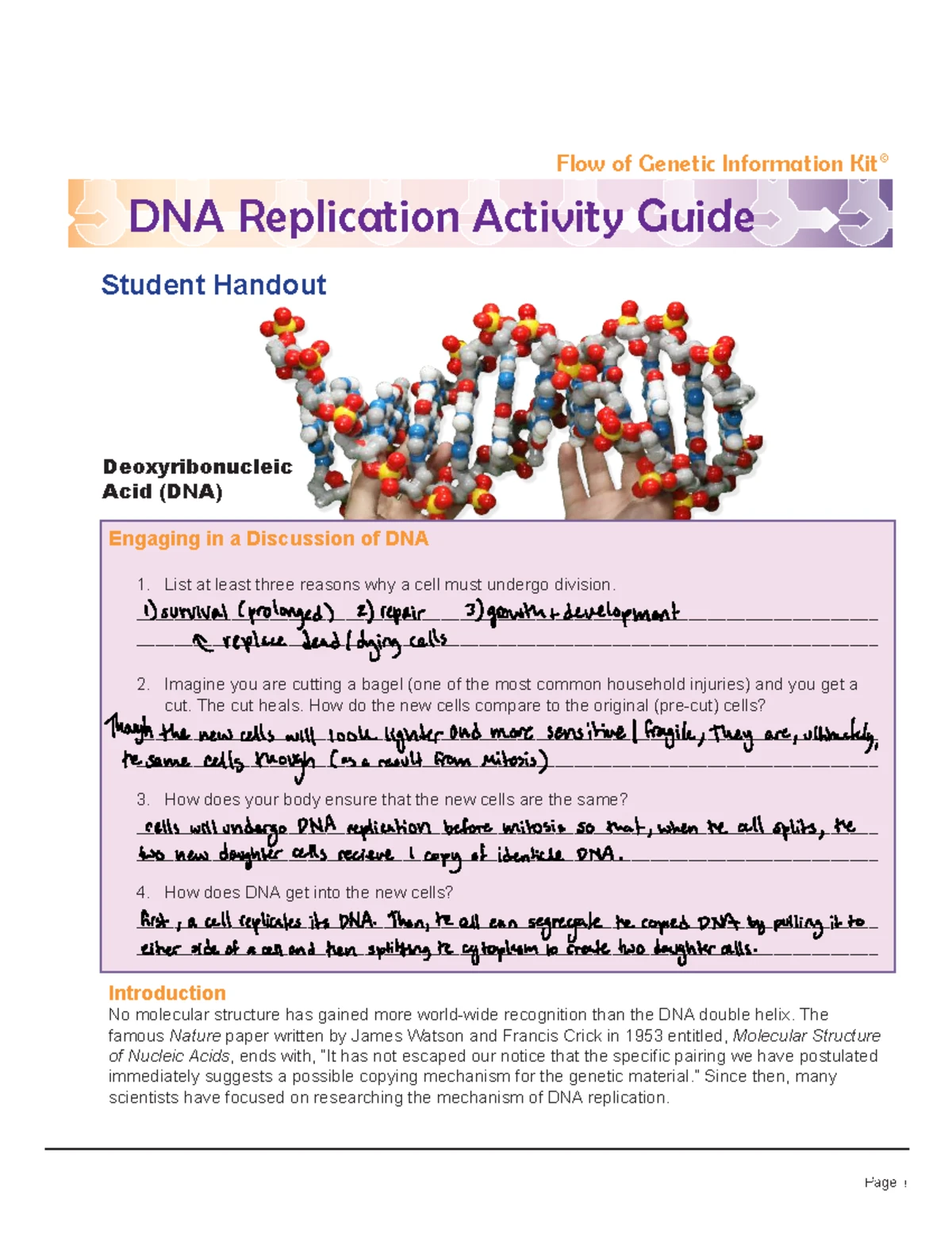 DNA Replication Worksheet - Understanding Structure and Function - Studocu