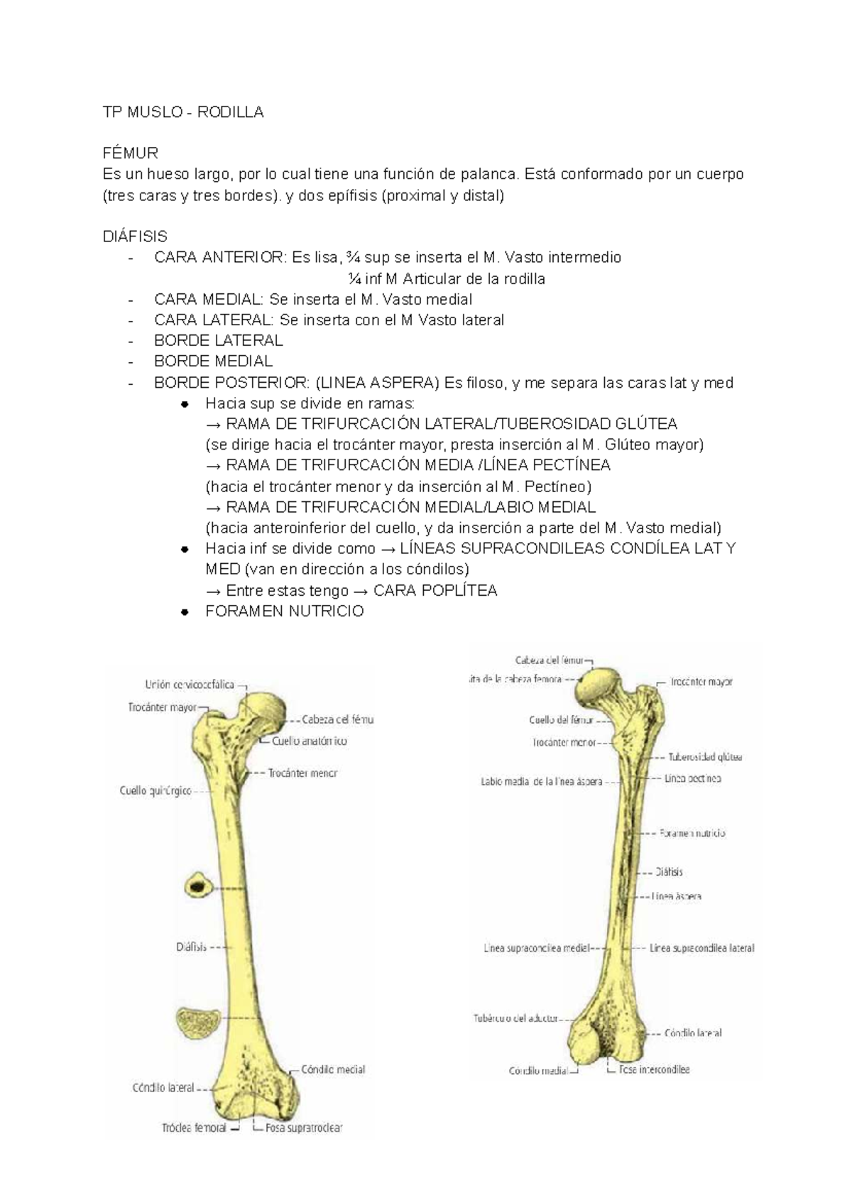 TP Muslo y Rodilla: Anatomía y Funciones de Huesos y Músculos - Studocu