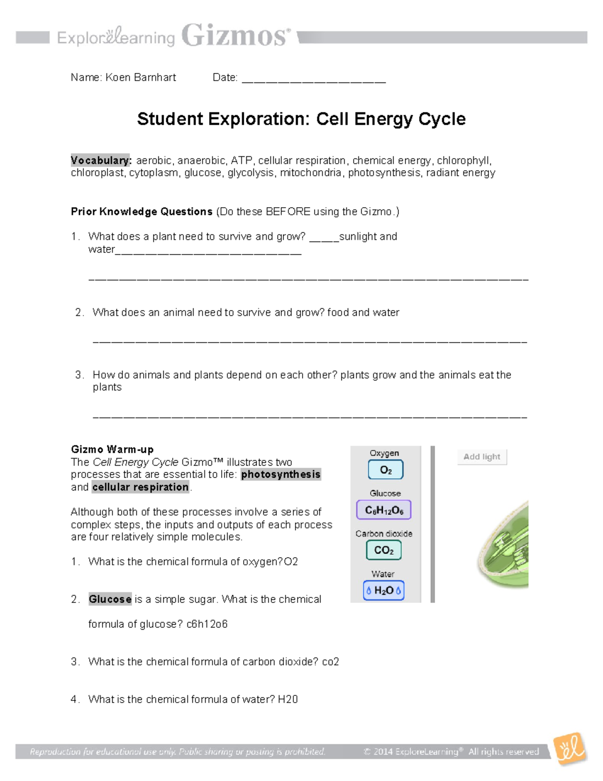 Cell Energy Cycle Exploration: Photosynthesis & Respiration - Studocu