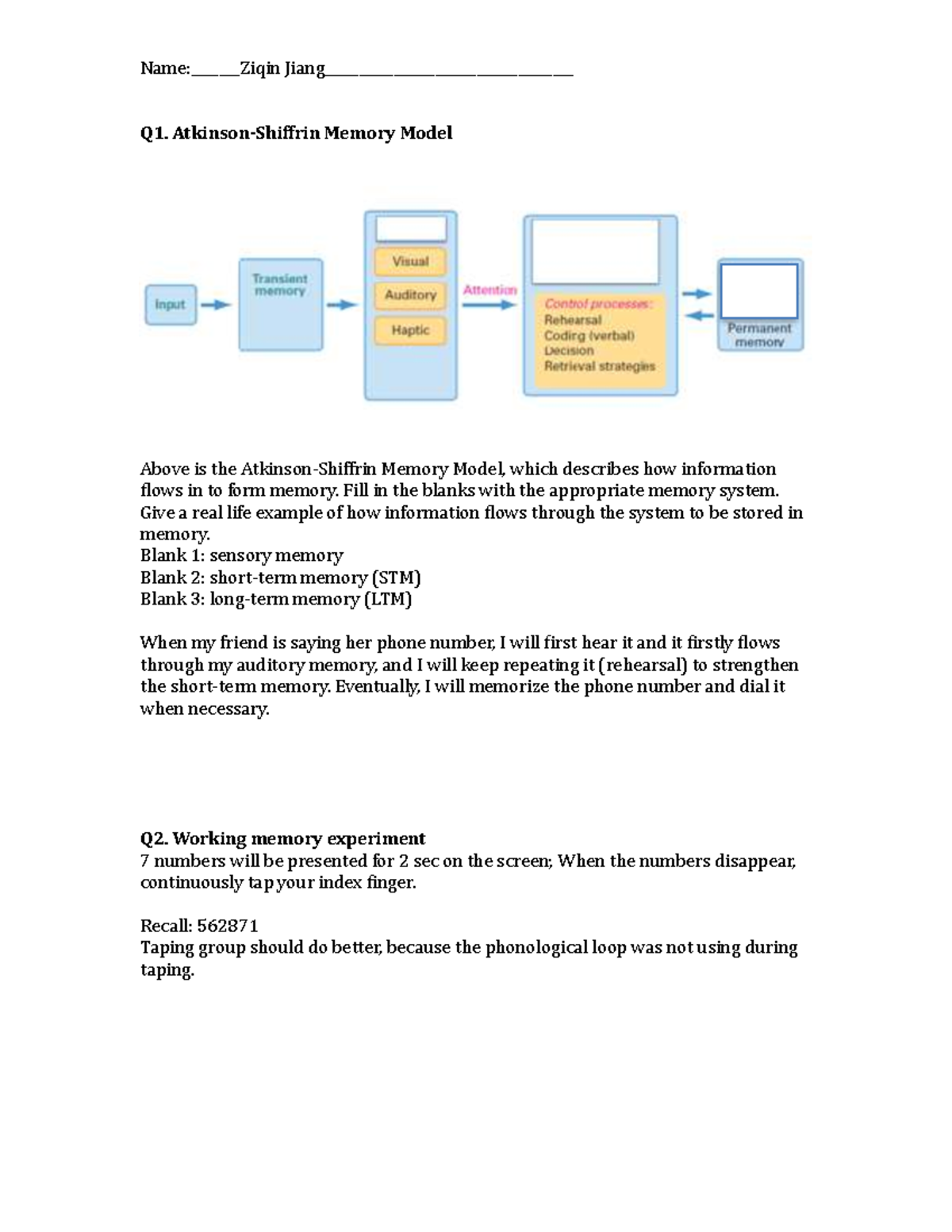 Working Memory Model: Sensory to Long-Term Memory Process - Studocu