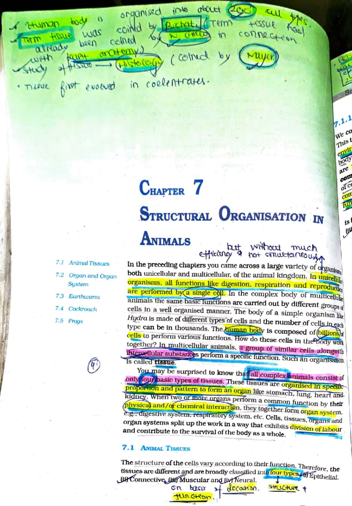 ANIMAL TISSUES: STRUCTURAL ORGANIZATION AND FUNCTIONS (TERM) - Studocu