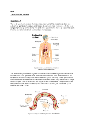 Unit 11 Human Endocrine System Assignment Questions by Eleanor Browning - Studocu