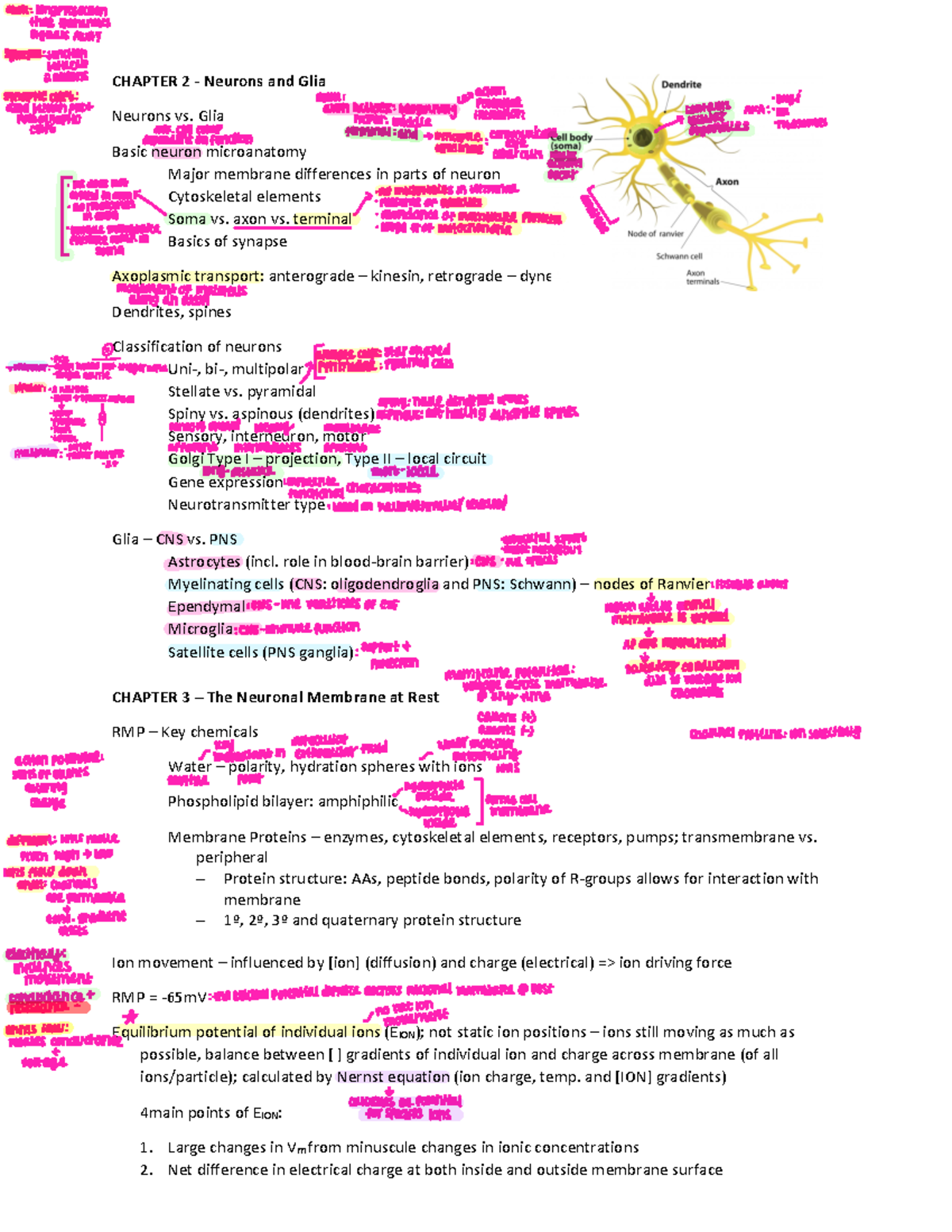 Neuroscience 101: Chapter Overview on Neurons, Action Potentials, and ...