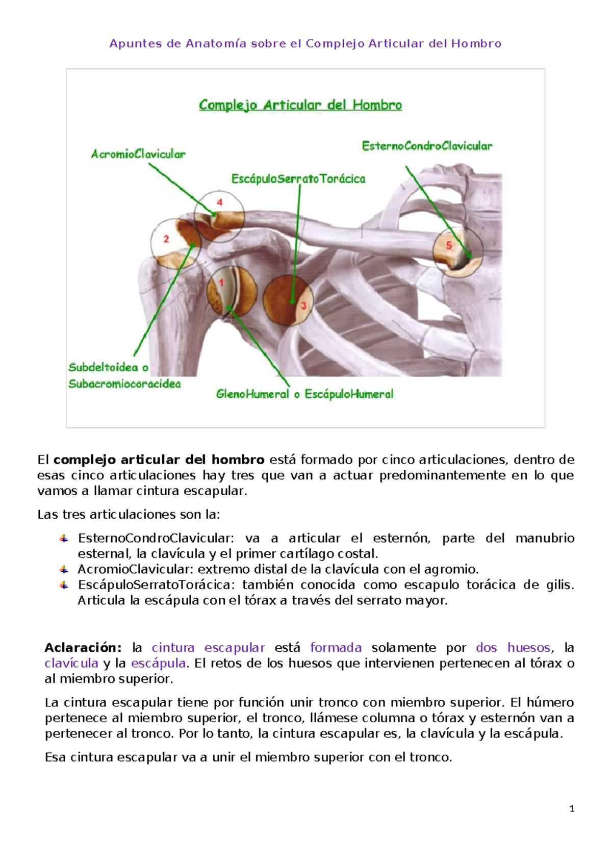 Articulaciones Del Hombro Articulación Del Hombro.pdf