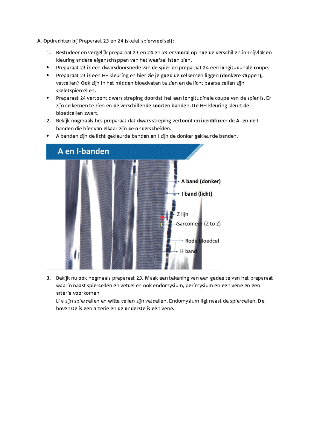 Practicum Skeletspierweefsel: Vergelijking van Preparaten en Analyse ...