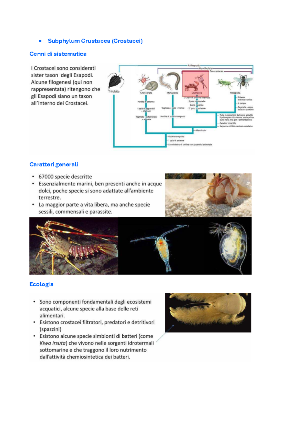 Zoologia 4 - Subphylum Crustacea: Anatomia e Sistematica - Studocu