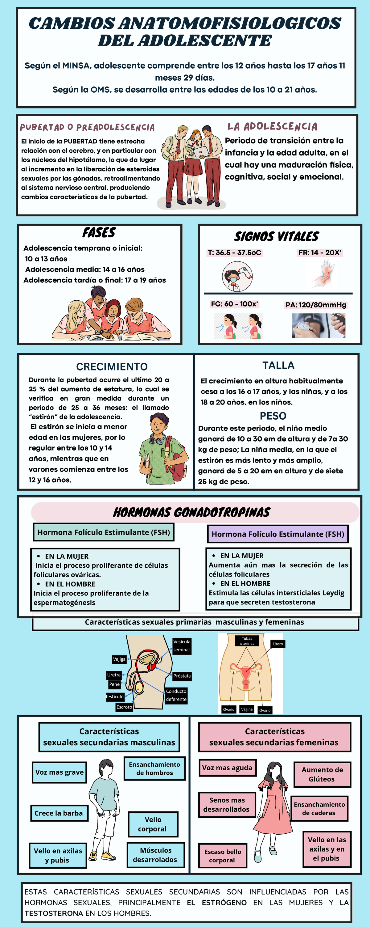 Infografía Cambios Anatomofisiologicos DEL Adolescente - CRECIMIENTO ...