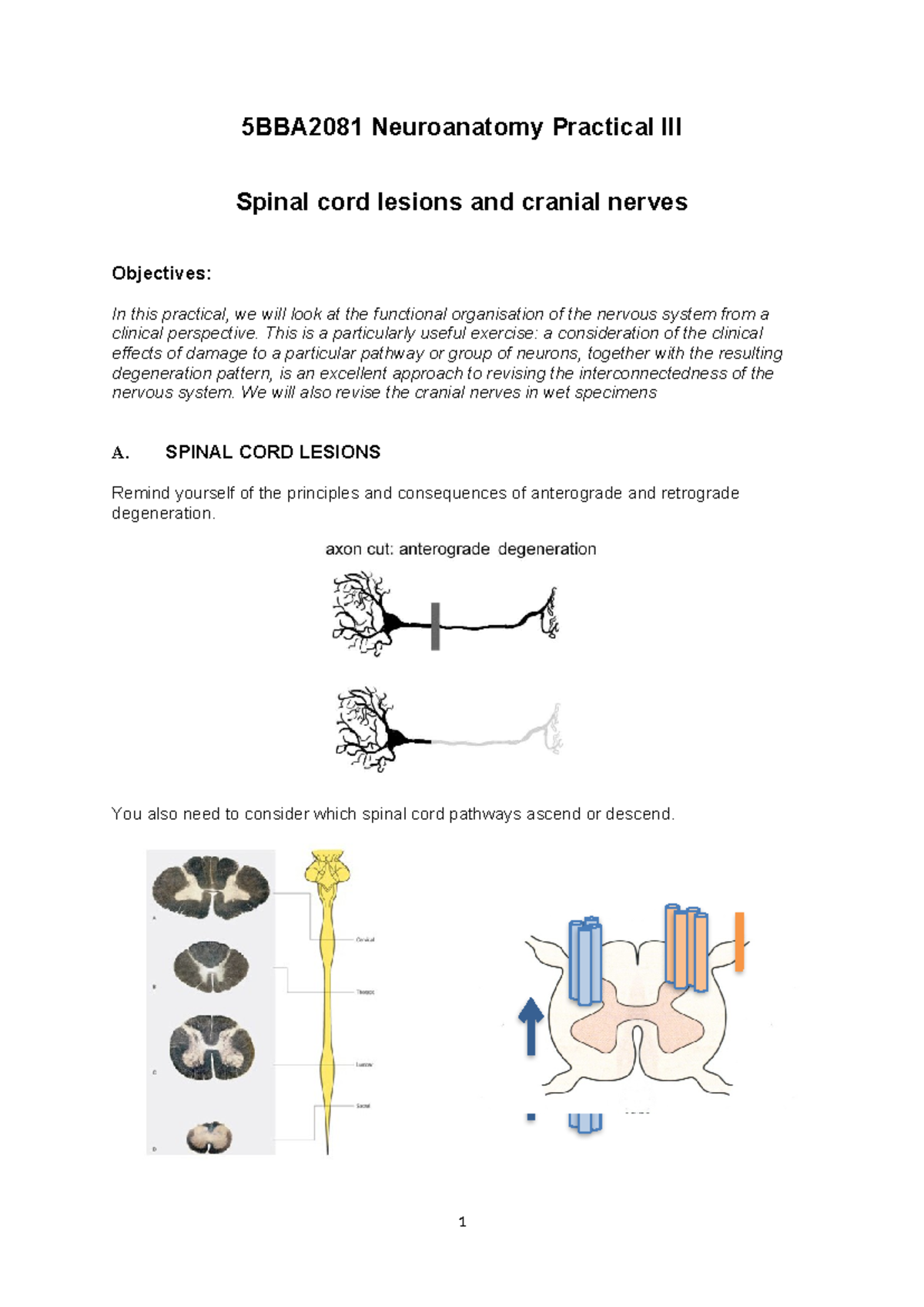 5BBA2081 P3 handout - worksheet - 5BBA2081 Neuroanatomy Practical III ...