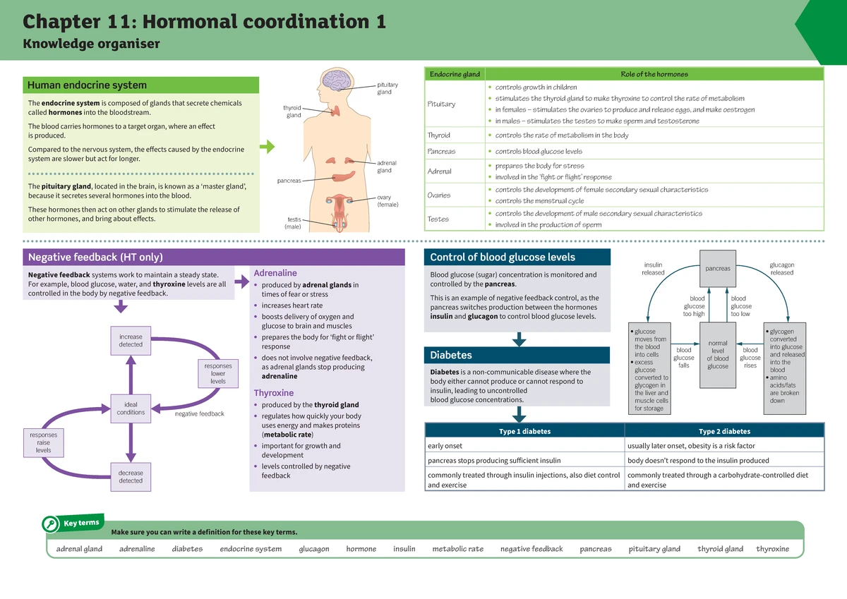 Third Space Learning Transformations GCSE Worksheet - GCSE Maths ...