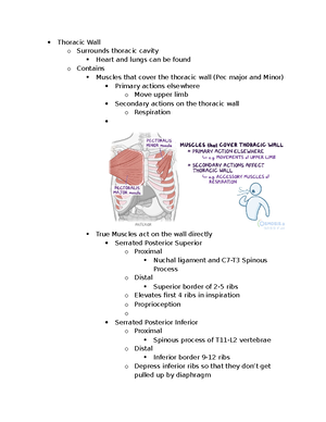 Axioappendicular Muscles: Anatomy and Functions Overview ...