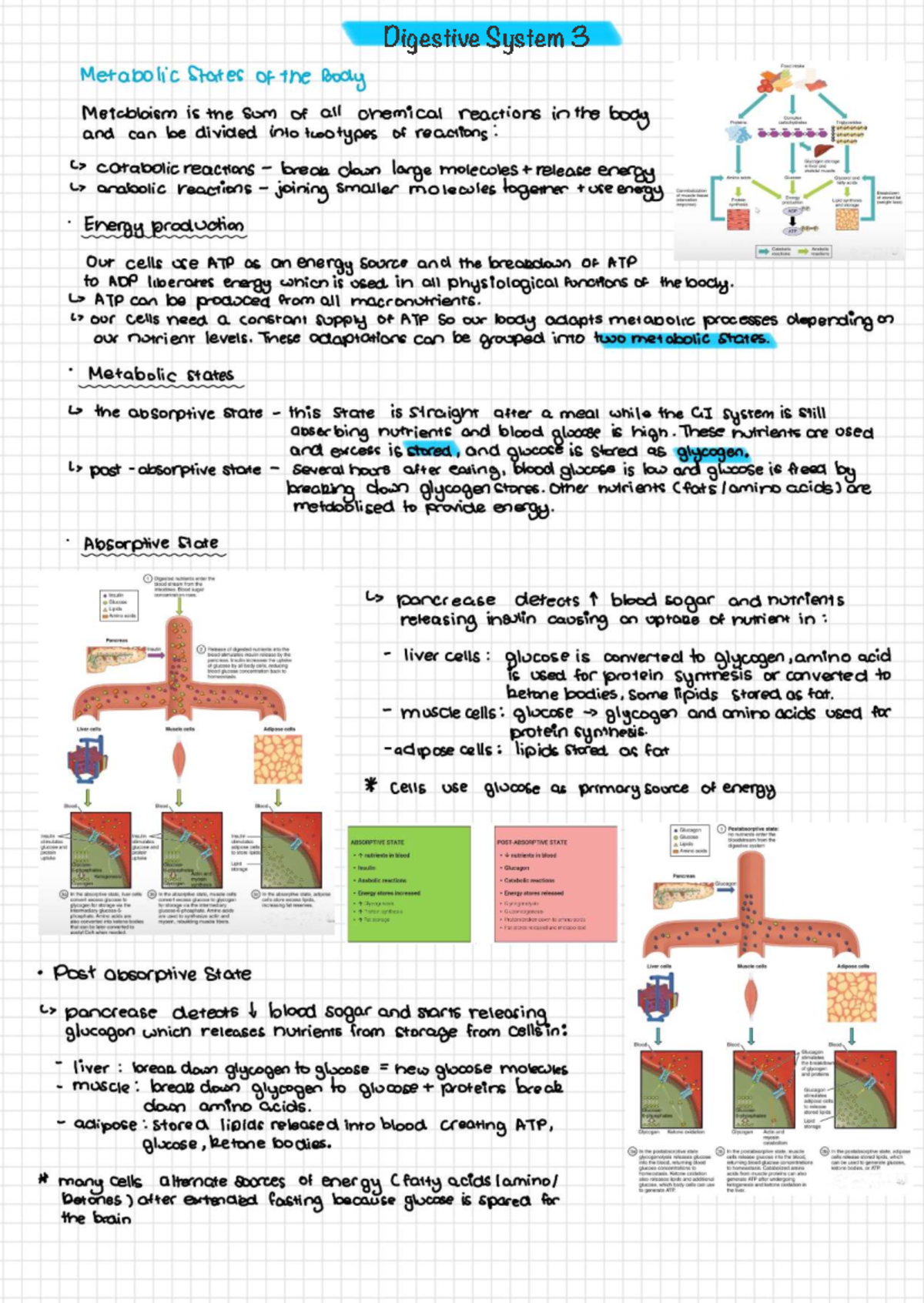 Metabolism and Energy States: Digestive System Overview (Module 8 ...