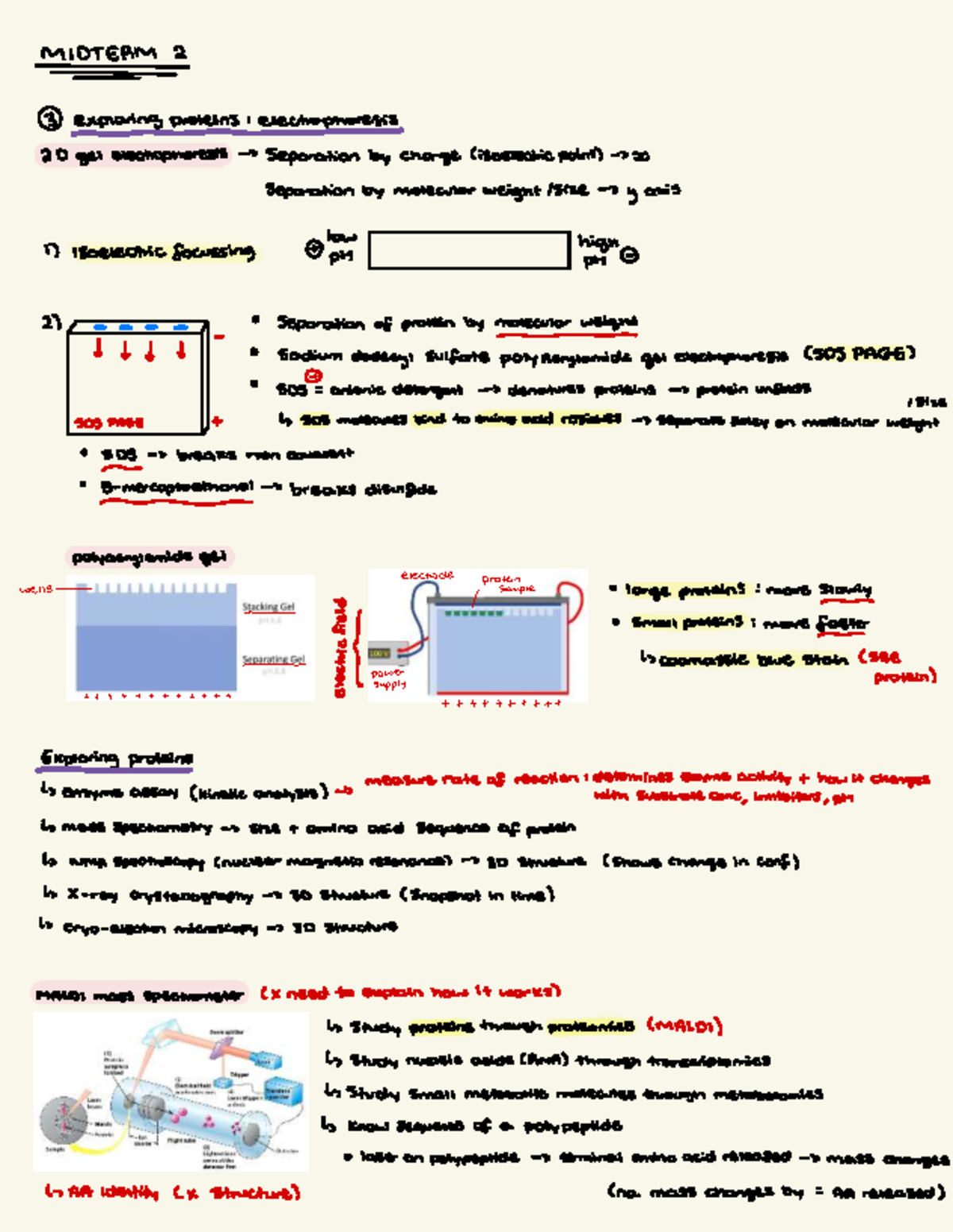 Midterm 2 Notes: Electrophoresis and Enzyme Kinetics (CHEM 271) - Studocu