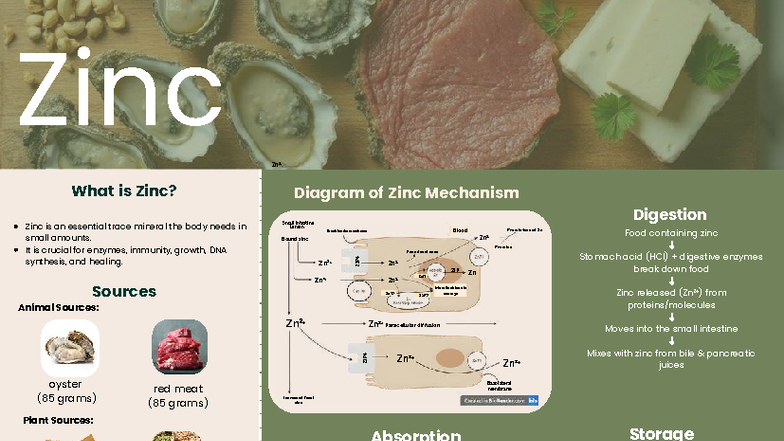 B5-ZINC: Essential Functions and Mechanisms of Zinc in Digestion - Studocu