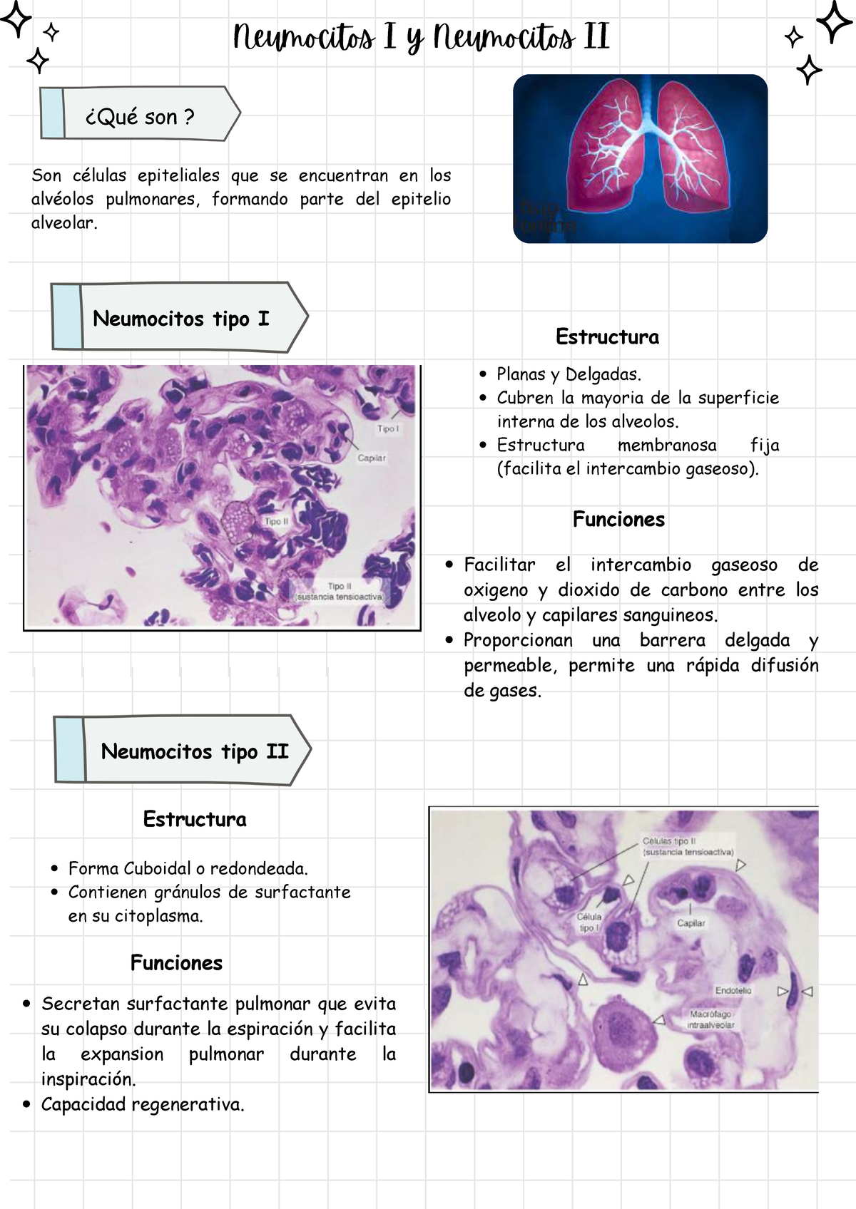 Neumocitos I y II: Estructura y Funciones en Alvéolos Pulmonares - Studocu