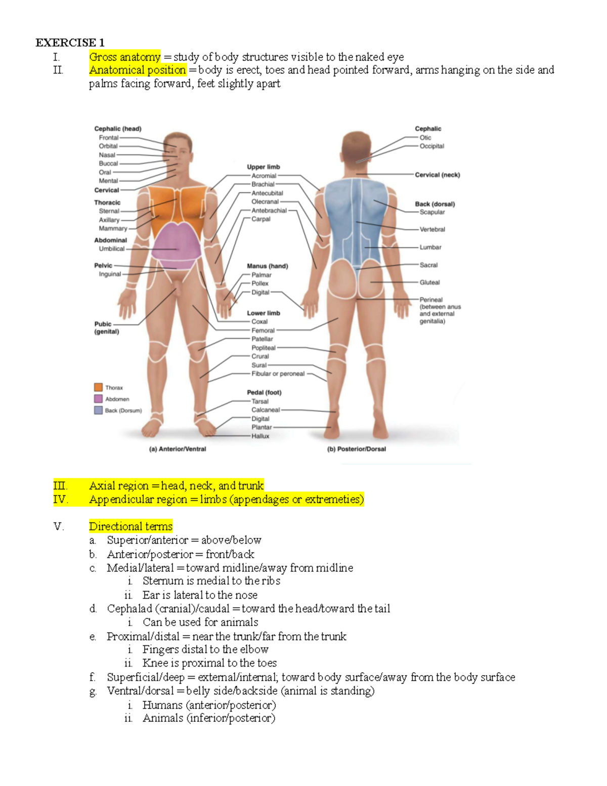A&P Practical 1 - Anatomy and Organ Systems Overview - Studocu