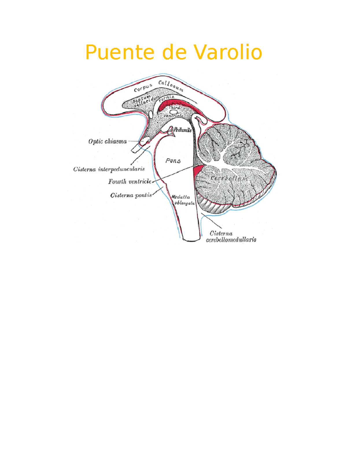 Anatomía Del Puente De Varolio Sistema Nervioso Central Wikipedia,