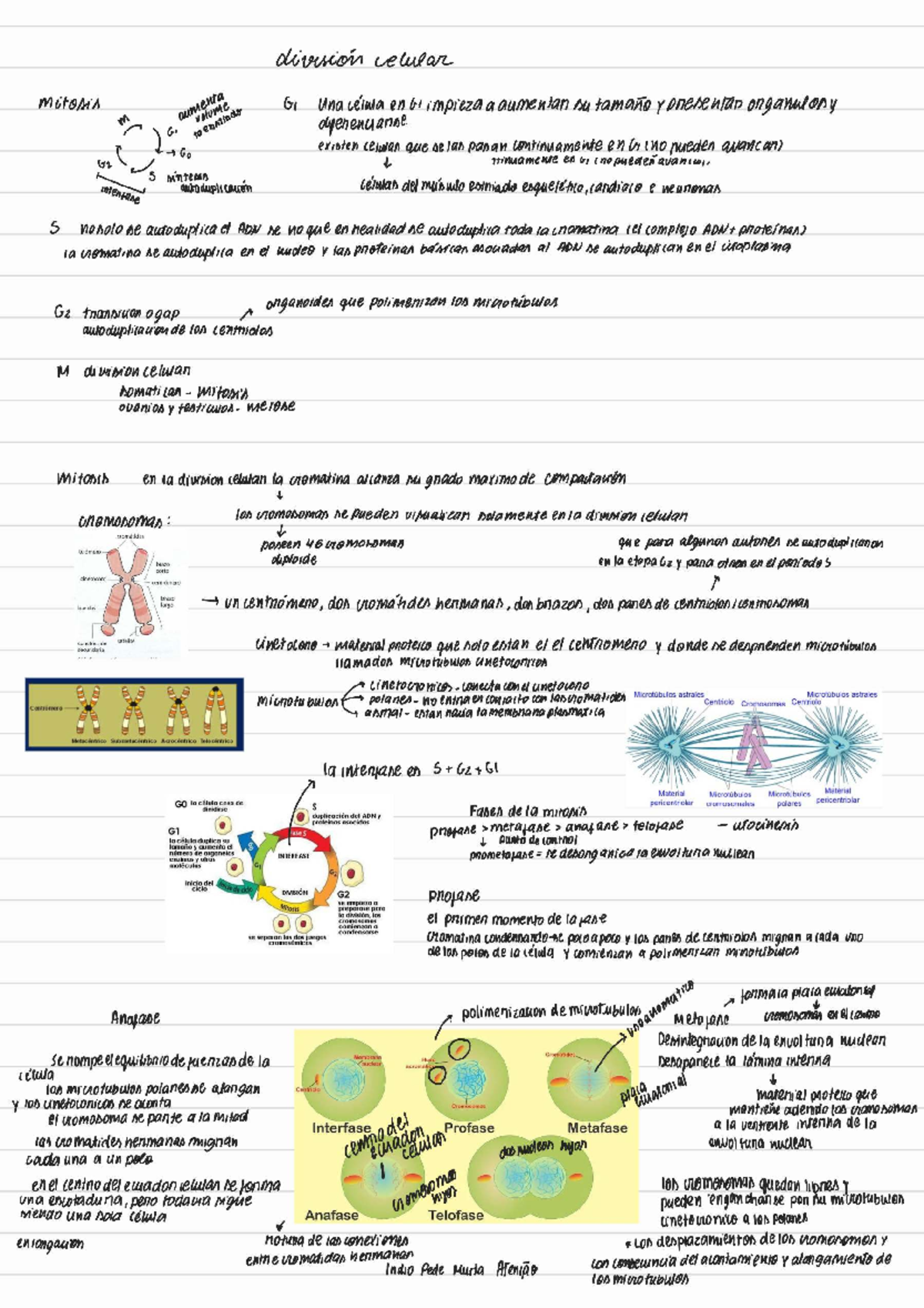 División Celular: Mitosis y Fases del Ciclo Celular (241126) - Studocu