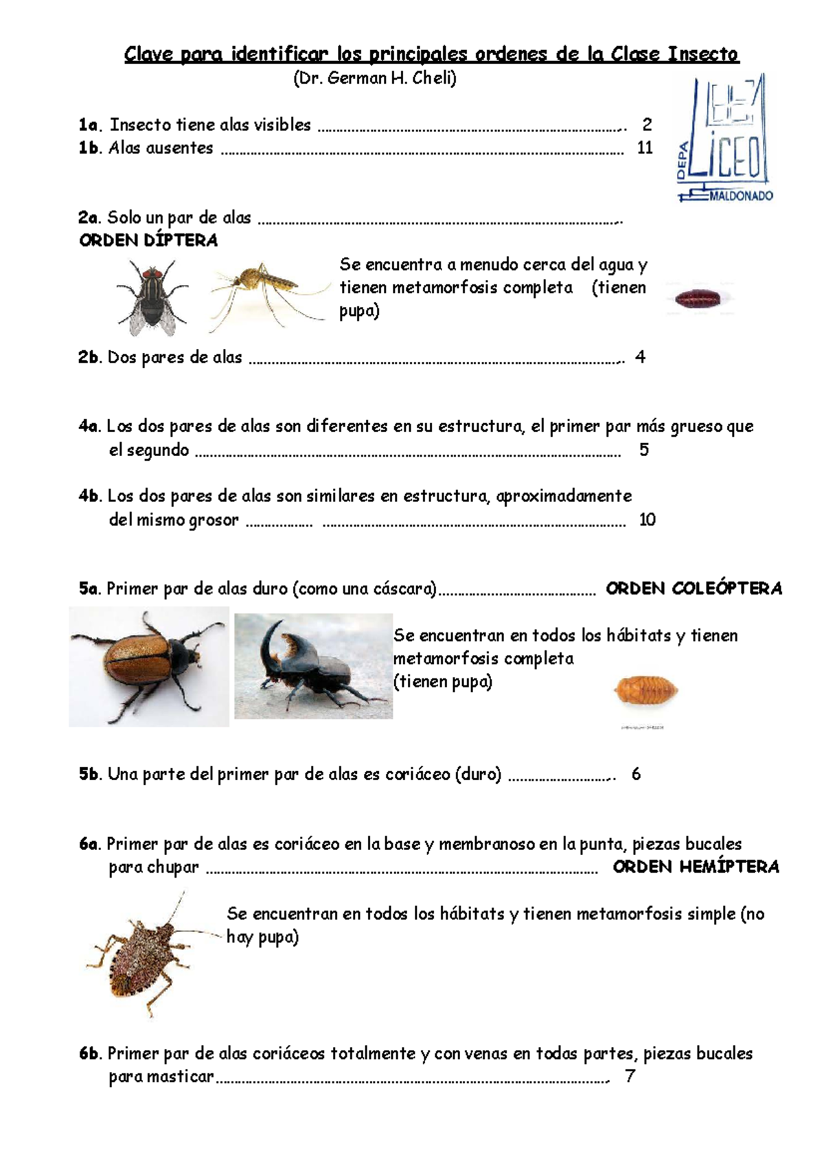 Claves principales ordenes de Insectos - Clave para identificar los ...