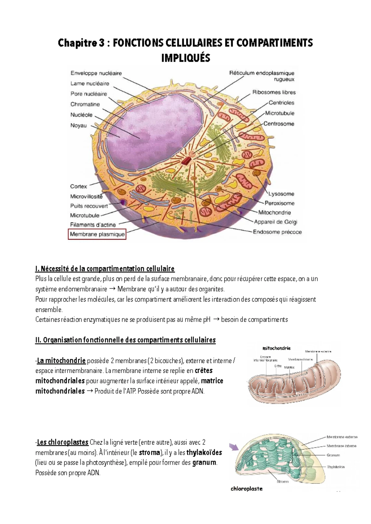 Biologie 1 - Résumé sur l'ADENOSINE TRIPHOSPHATE (ATP) - Studocu