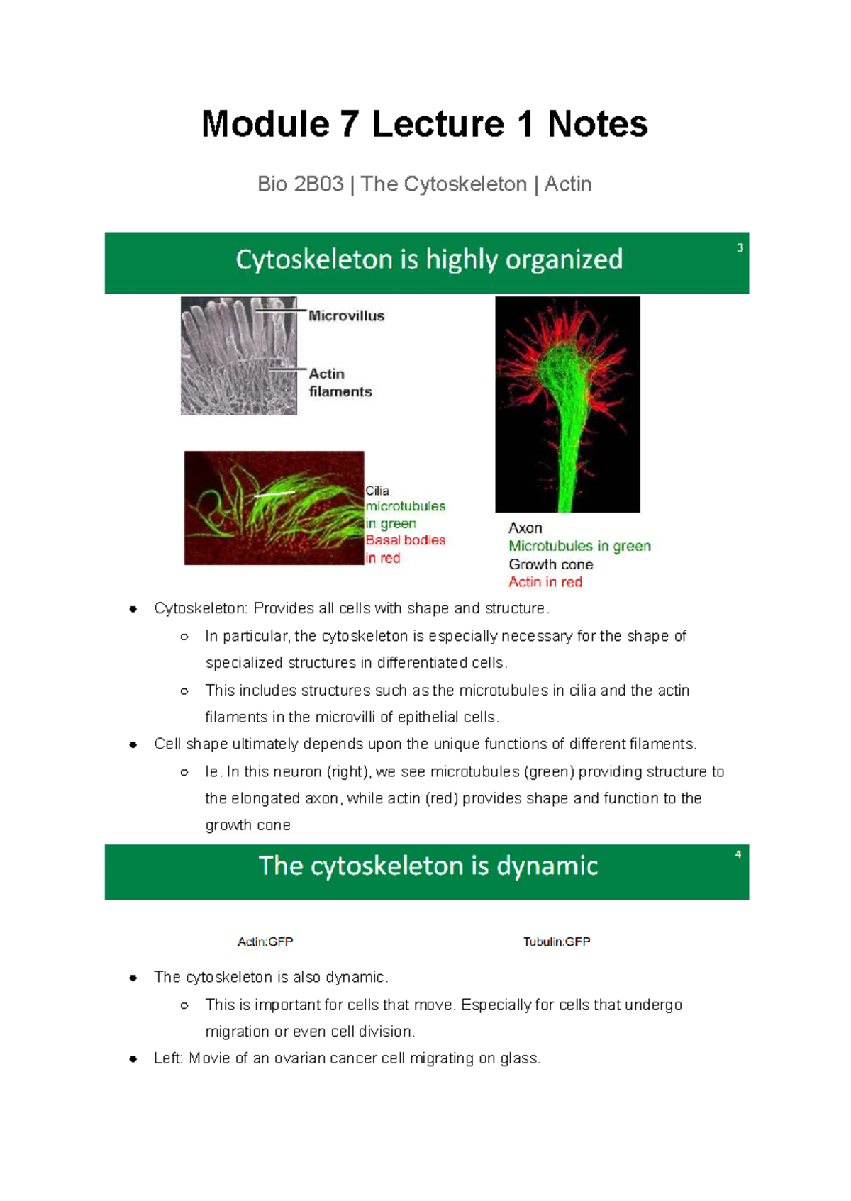 Bio 2B03 Module 7 Lecture Notes: The Actin Cytoskeleton Dynamics - Studocu