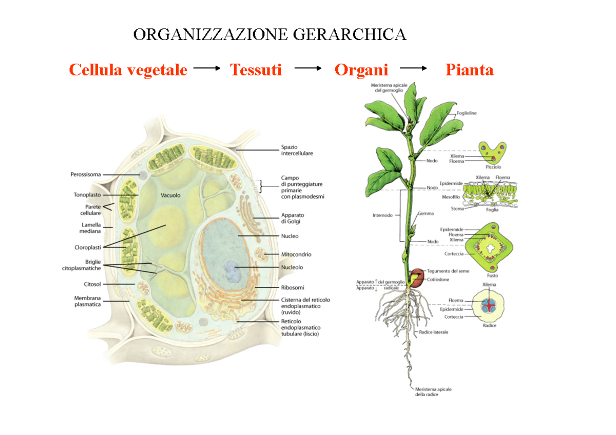 Diagramma Delle Cellule Meristematiche