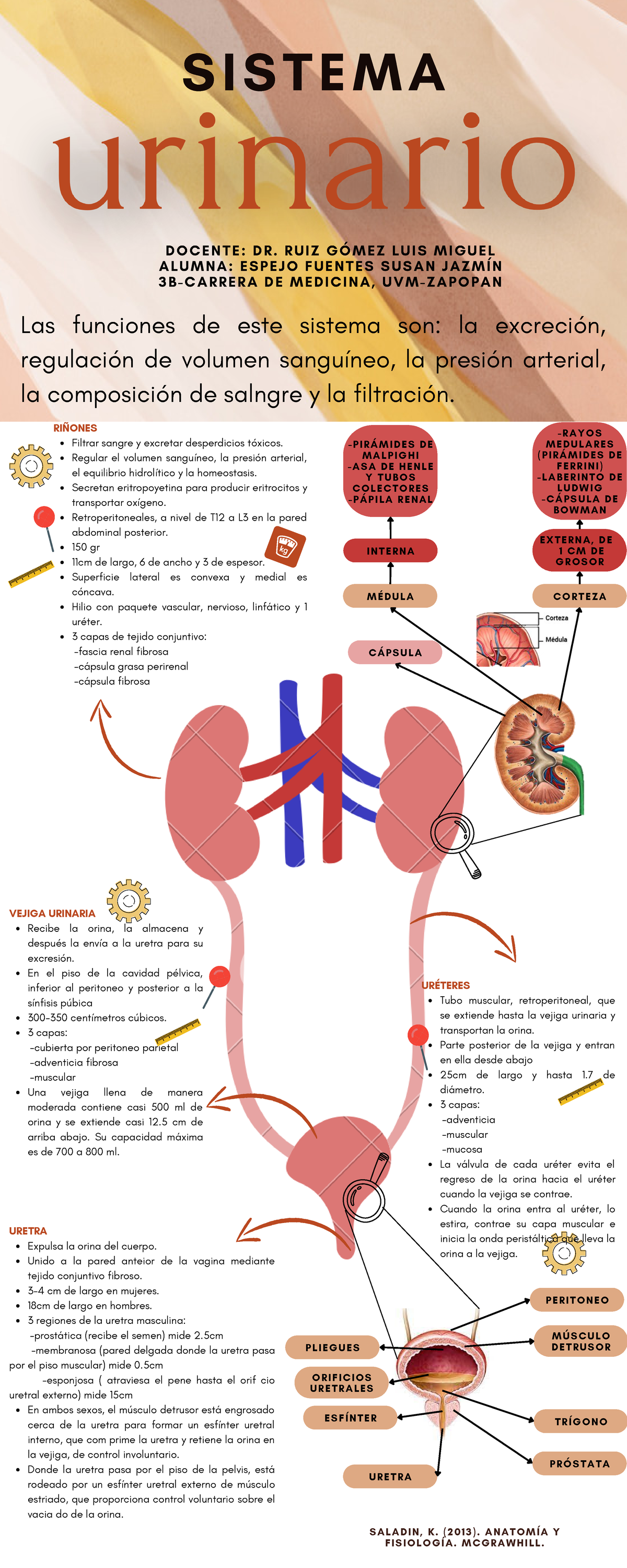 Infografía 1. Sist Urinario - Filtrar sangre y excretar desperdicios ...