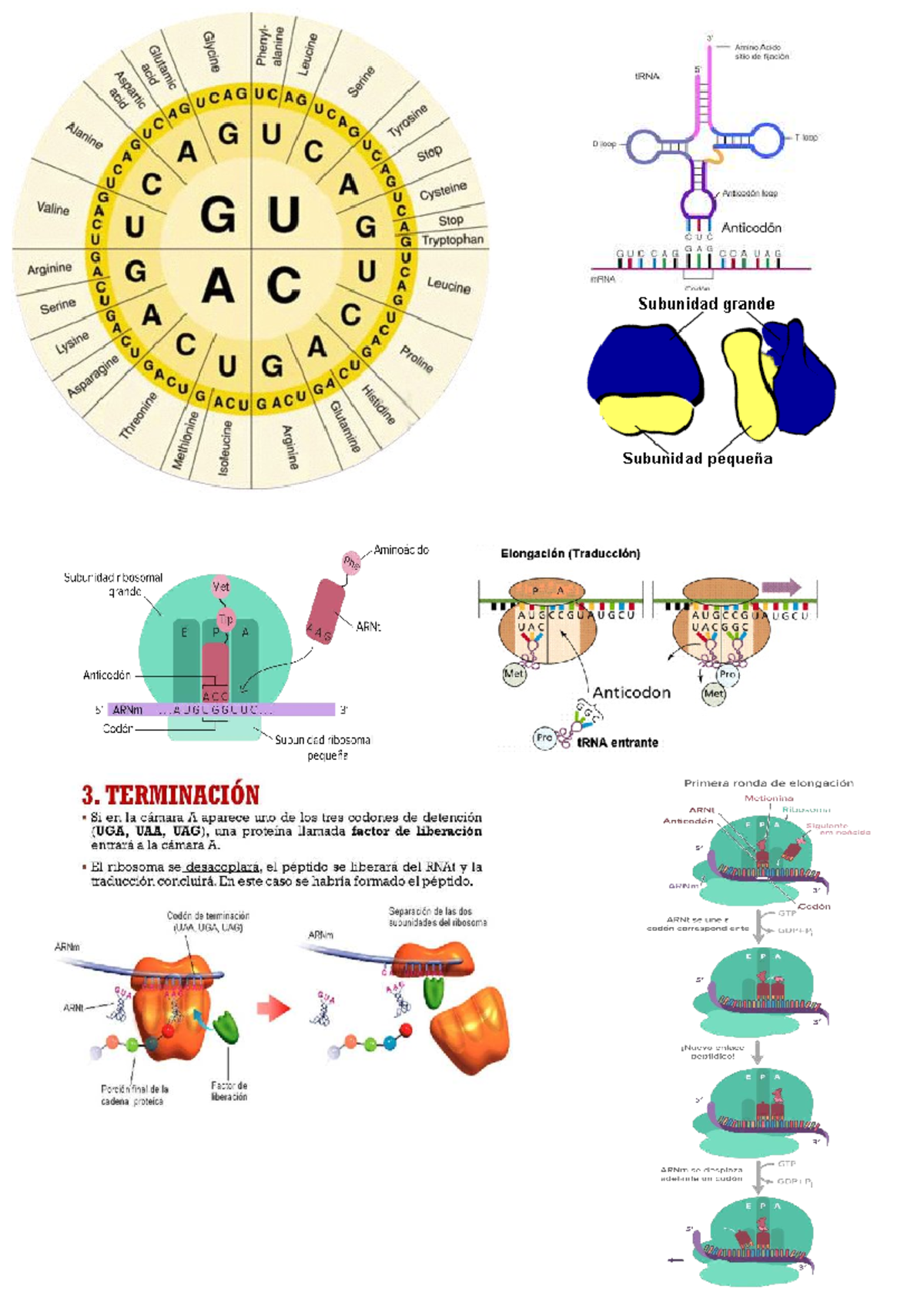 Bio 101: Amino Acids and Translation Process Notes - Studocu